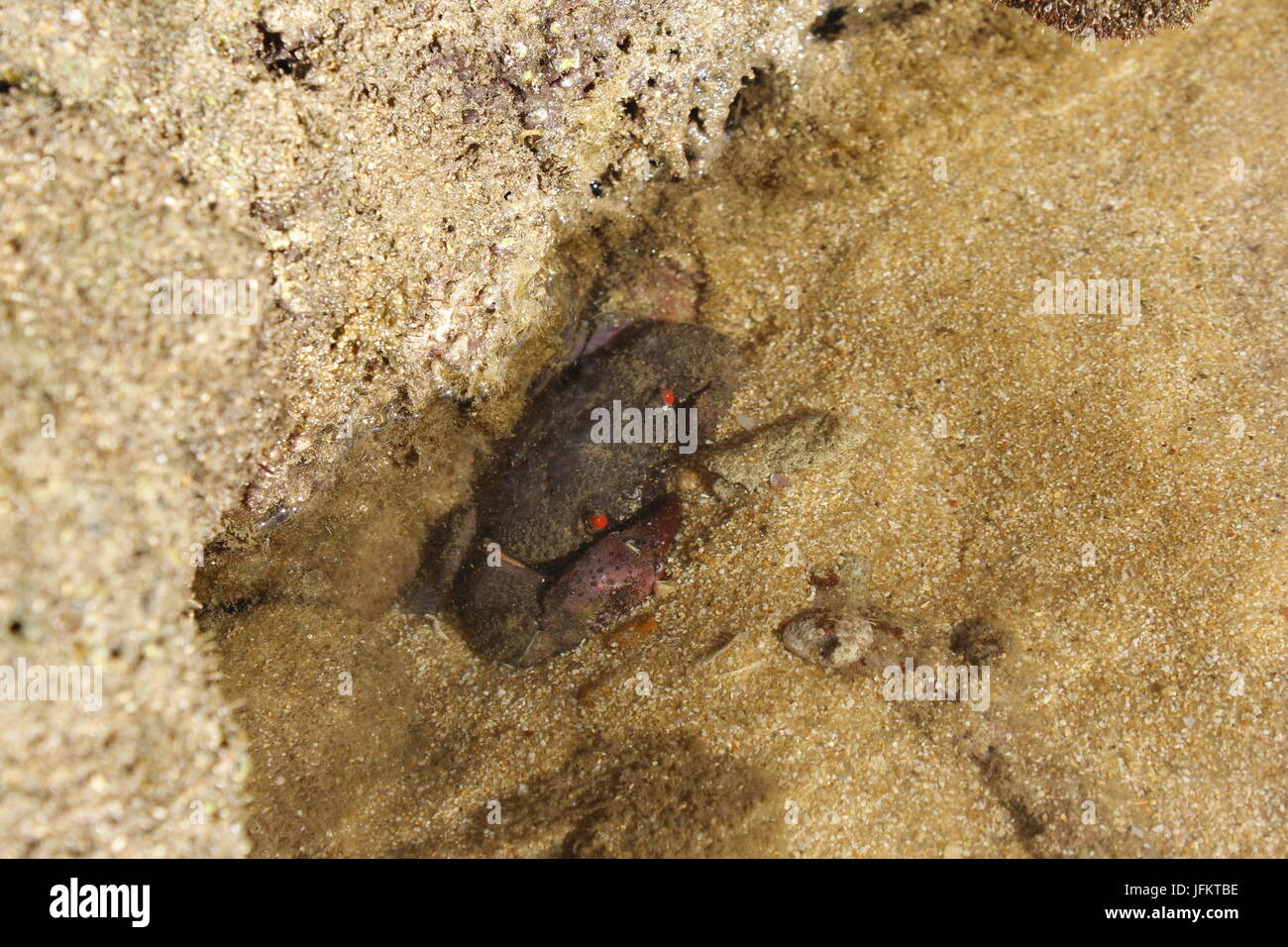Red-Eyed Reef crabs hiding in the water at seaside, Tioman Island Stock ...
