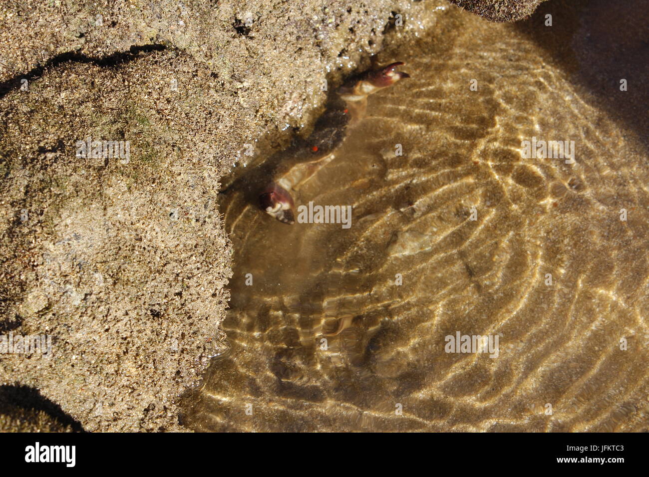 Red-Eyed Reef crabs hiding in the water at seaside, Tioman Island Stock ...