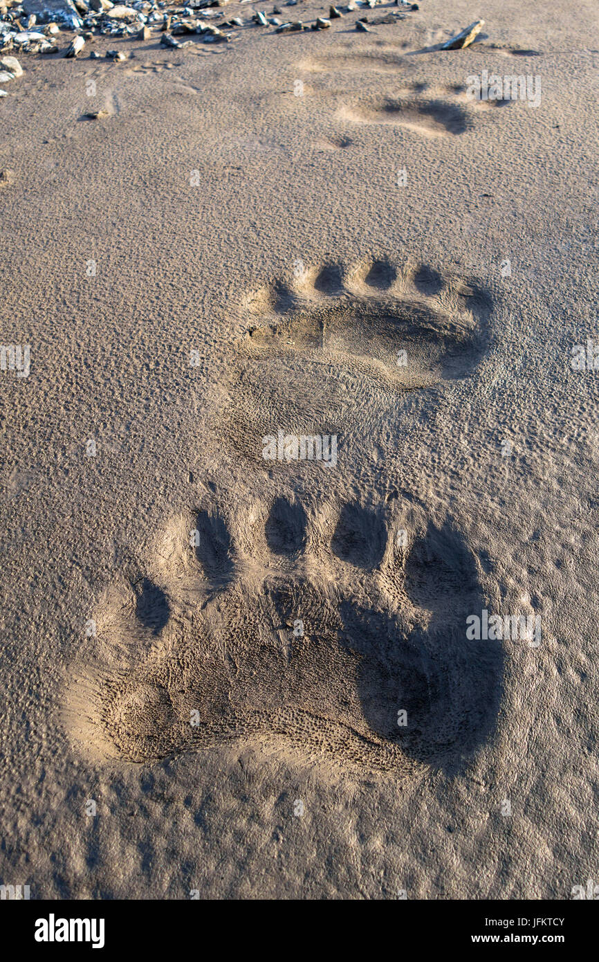 Bear footprint hi-res stock photography and images - Alamy