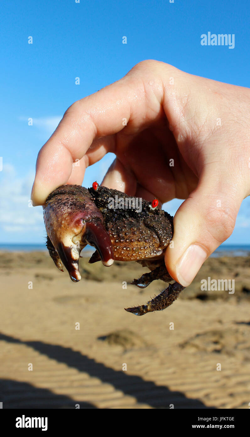 Hand catching a red-eyed reef crab at seaside, Tioman Island Stock ...