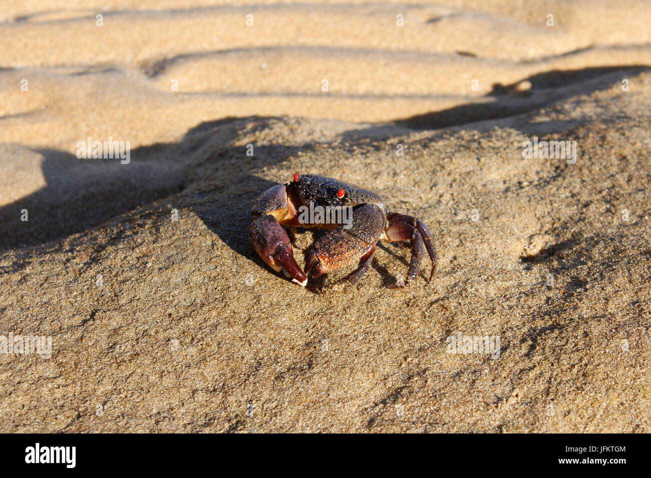 Red-Eyed Reef crab at seaside, Tioman Island Stock Photo - Alamy