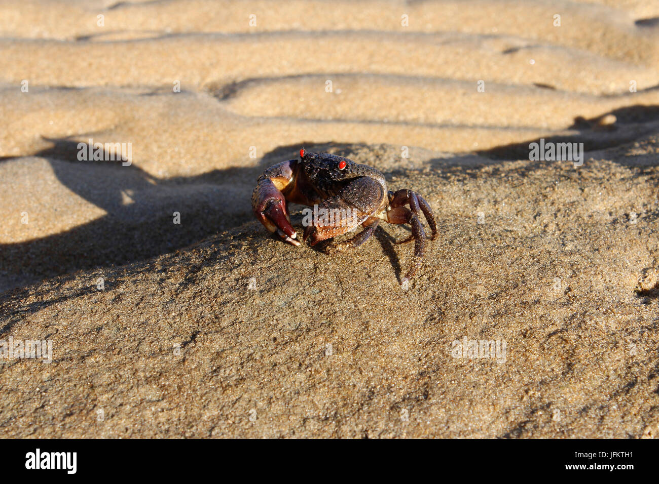 Red-Eyed Reef crab at seaside, Tioman Island Stock Photo - Alamy