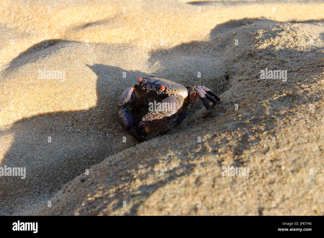 Red-Eyed Reef crab at seaside, Tioman Island Stock Photo - Alamy