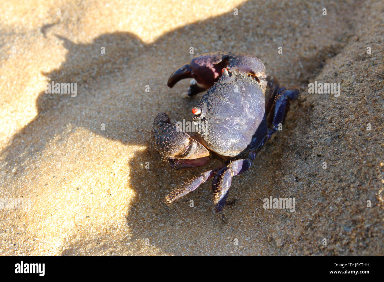 Red-Eyed Reef crab at seaside, Tioman Island Stock Photo - Alamy