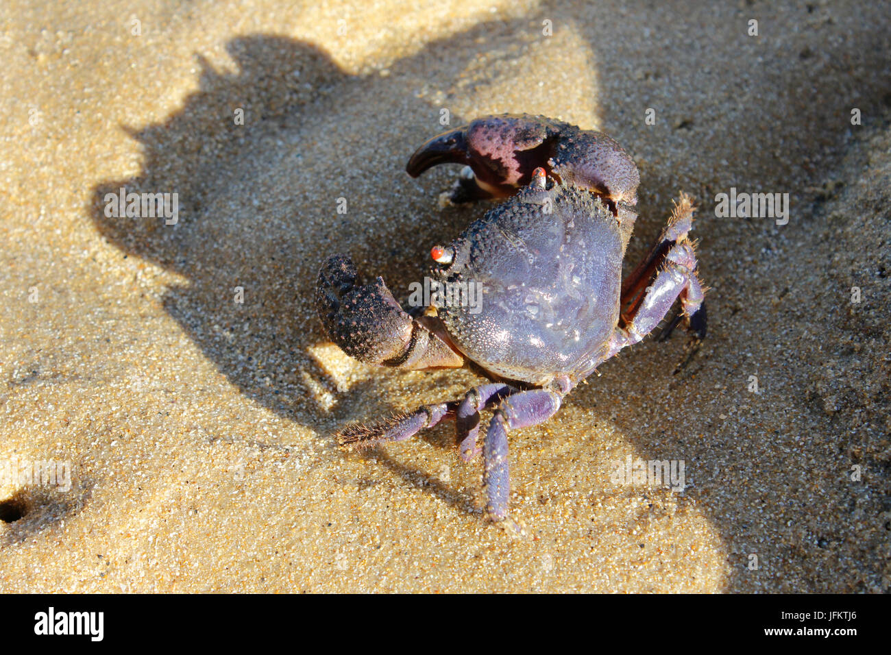 Red-Eyed Reef crab at seaside, Tioman Island Stock Photo - Alamy