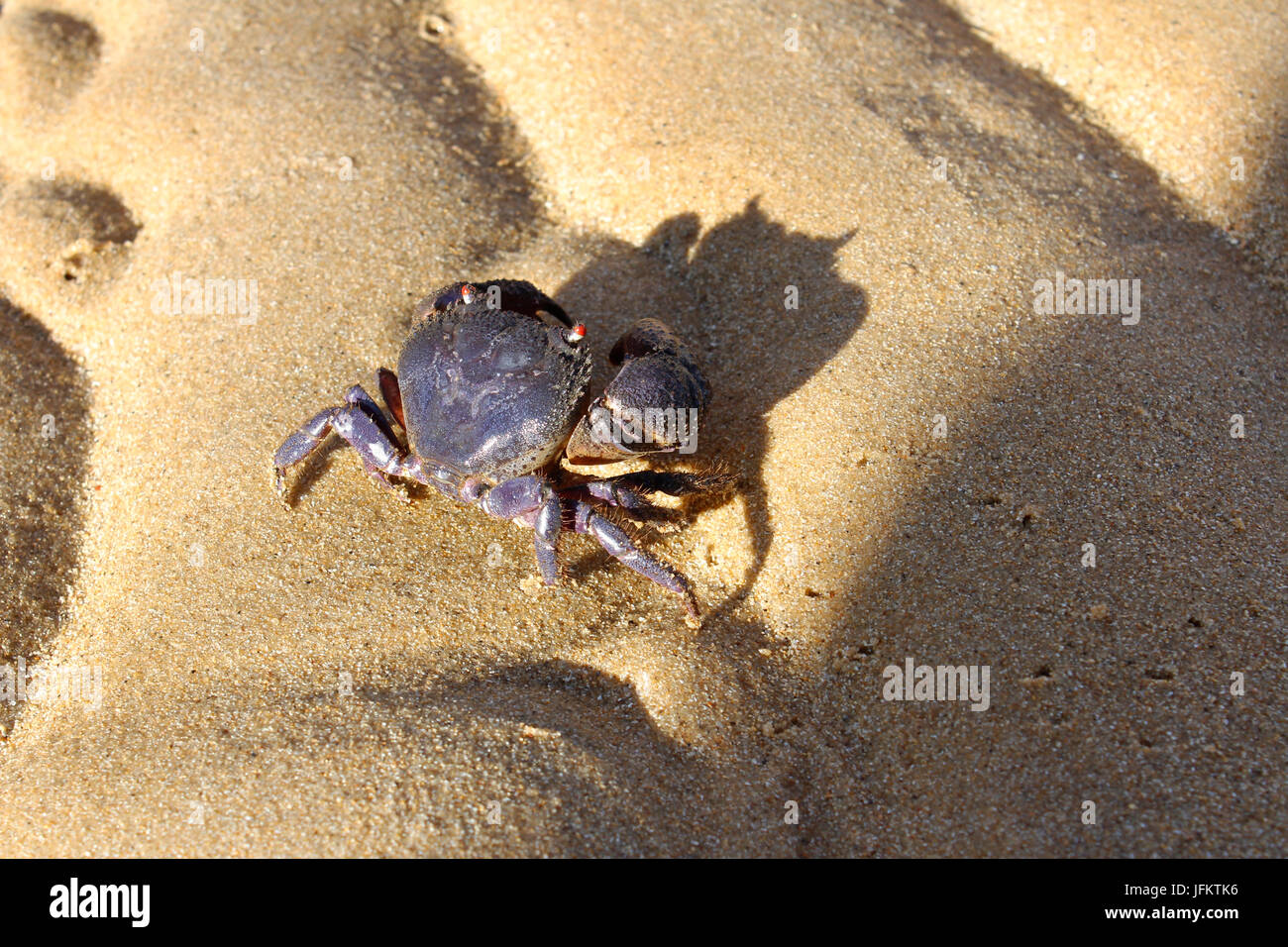 Red-Eyed Reef crab at seaside, Tioman Island Stock Photo - Alamy