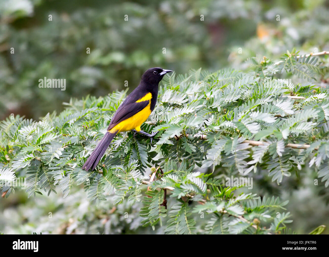 Black-cowled Oriole perched in a tree Stock Photo - Alamy