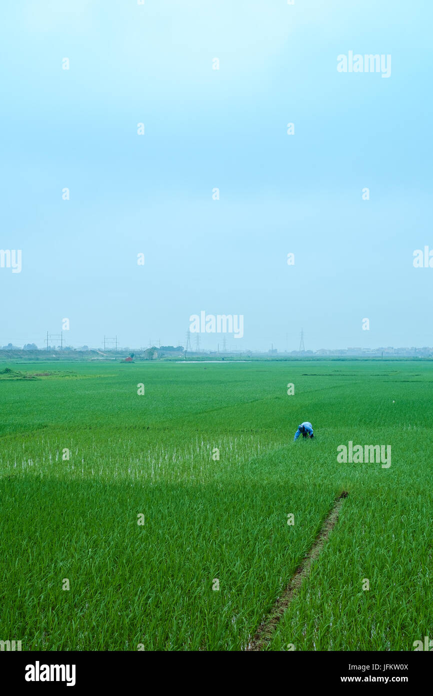 Paddy field worker vietnam hi-res stock photography and images - Alamy