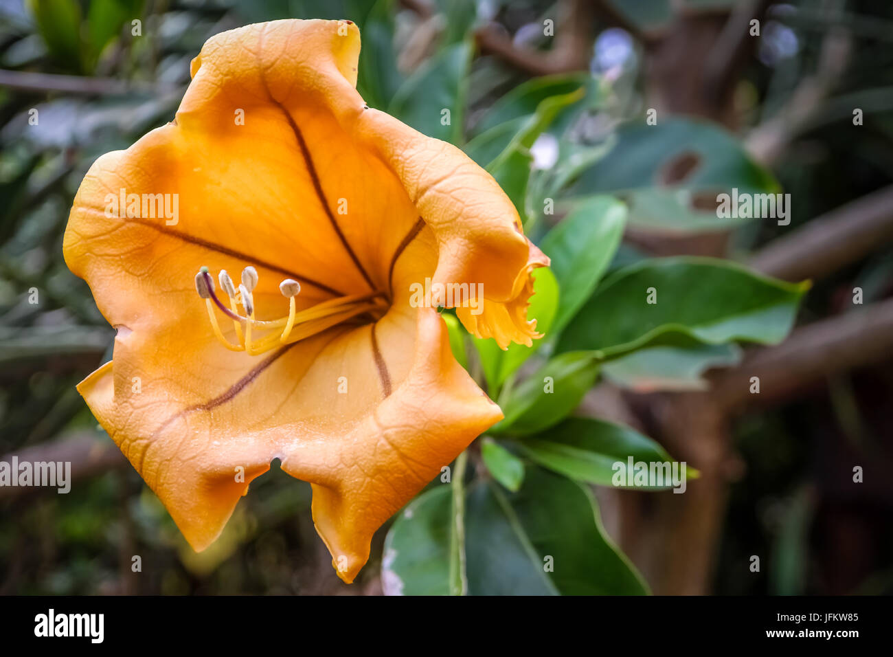 Madagascar flower hi-res stock photography and images - Alamy