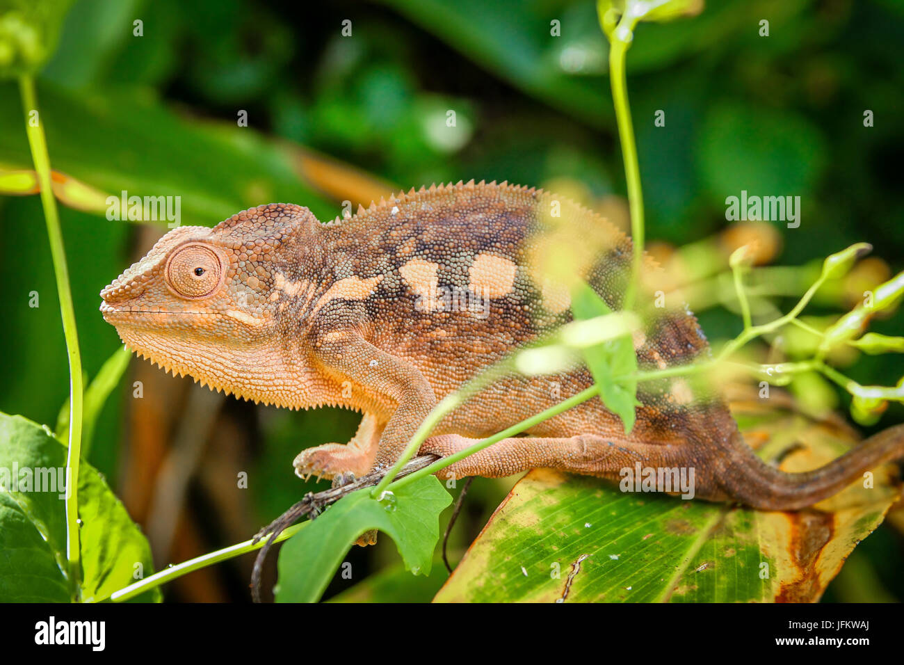 Small colourful chameleon Stock Photo - Alamy