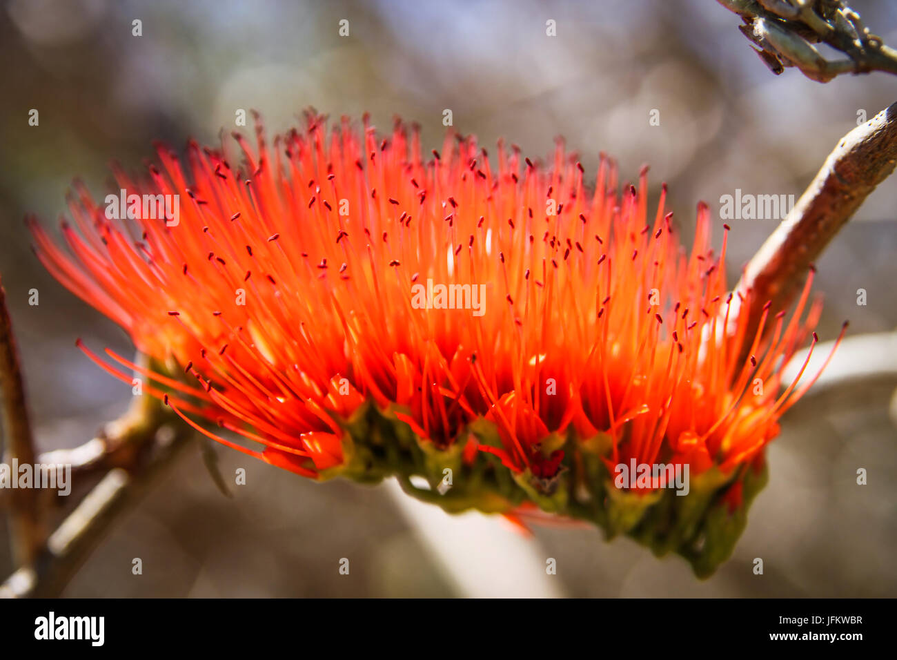 Combretum madagascar red flower growing hi-res stock photography and ...