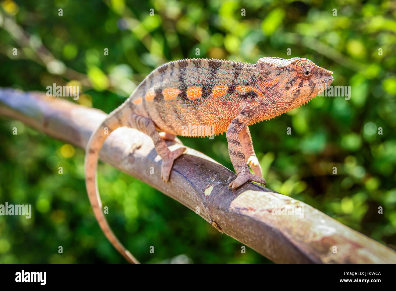Small colourful chameleon Stock Photo - Alamy