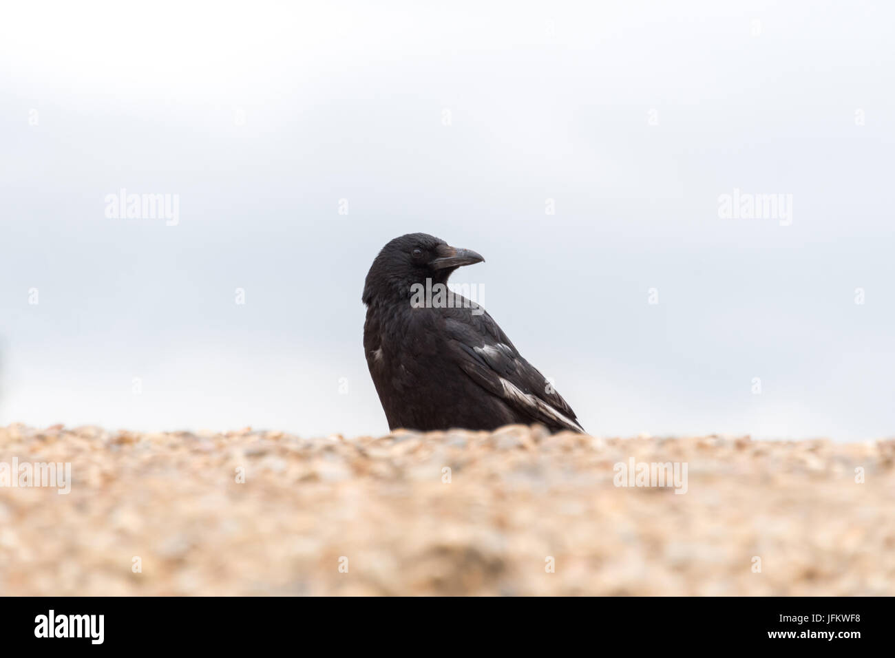 Black crow room hi-res stock photography and images - Alamy