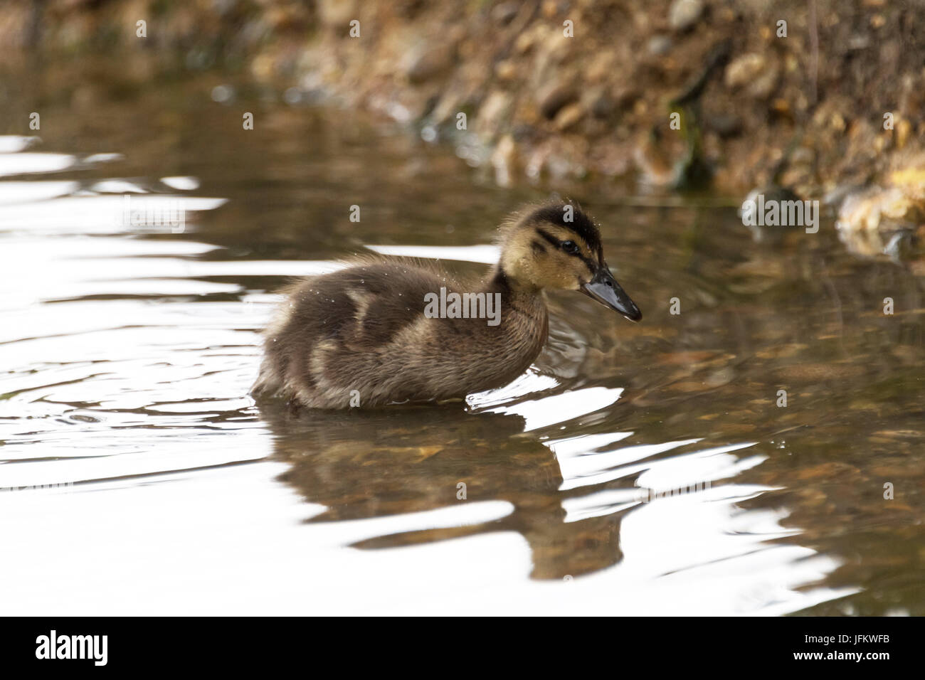 British juvenile mallard hi-res stock photography and images - Alamy