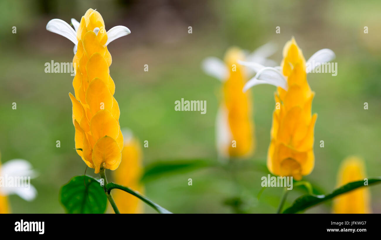 Shrimp plant hi-res stock photography and images - Alamy