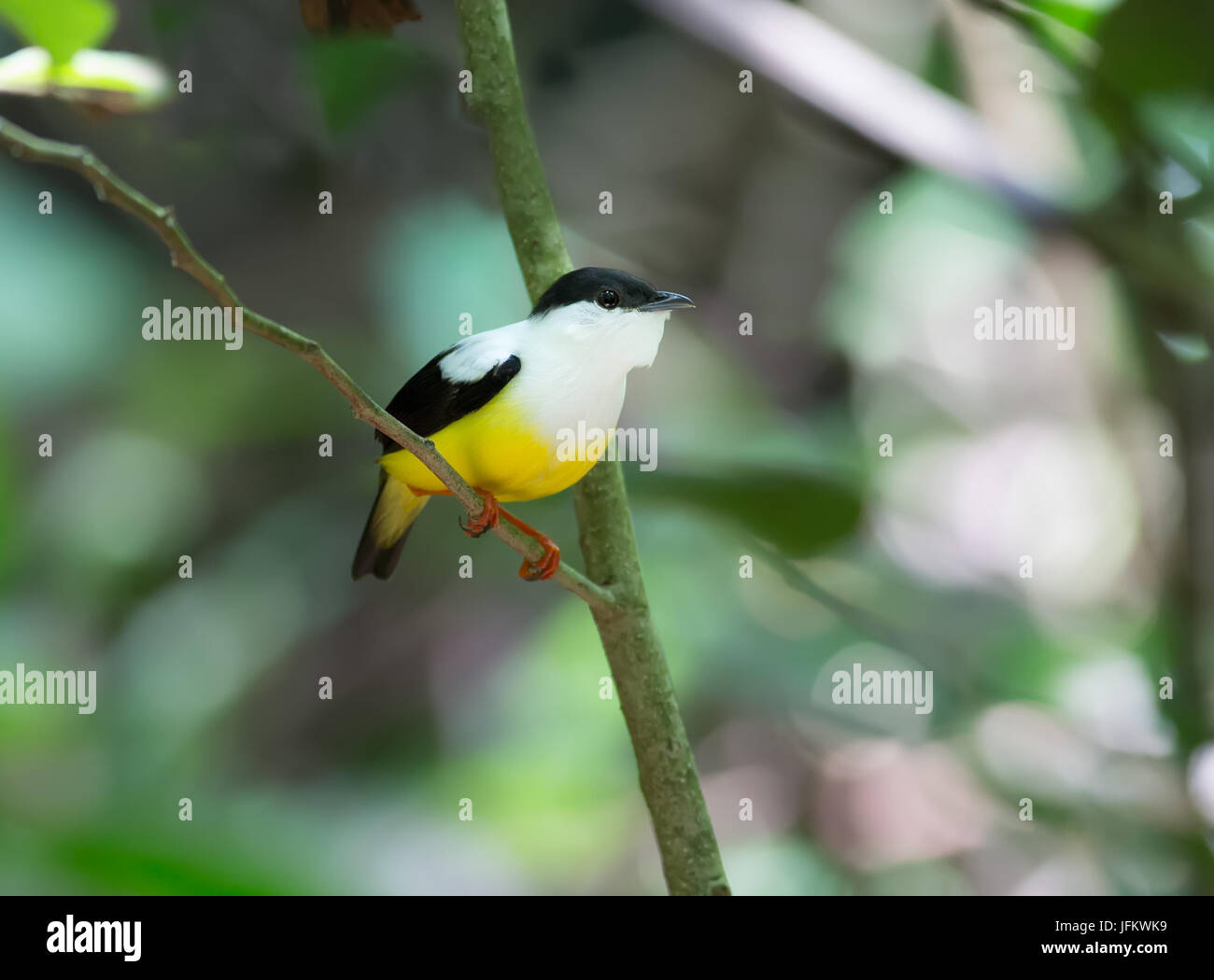 White-collared Manakin sitting on a branch singing Stock Photo - Alamy