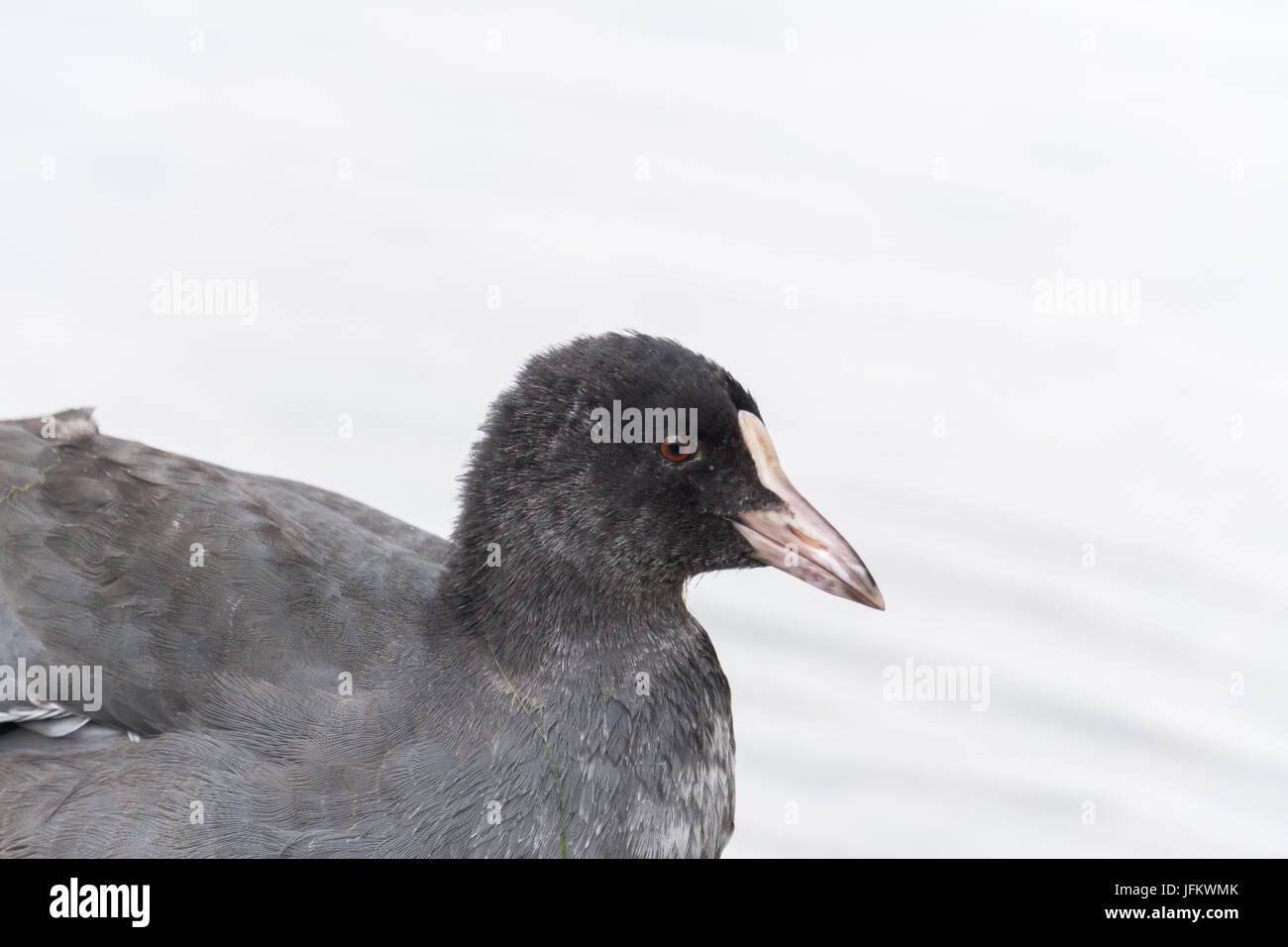Juvenile american coot hi-res stock photography and images - Alamy
