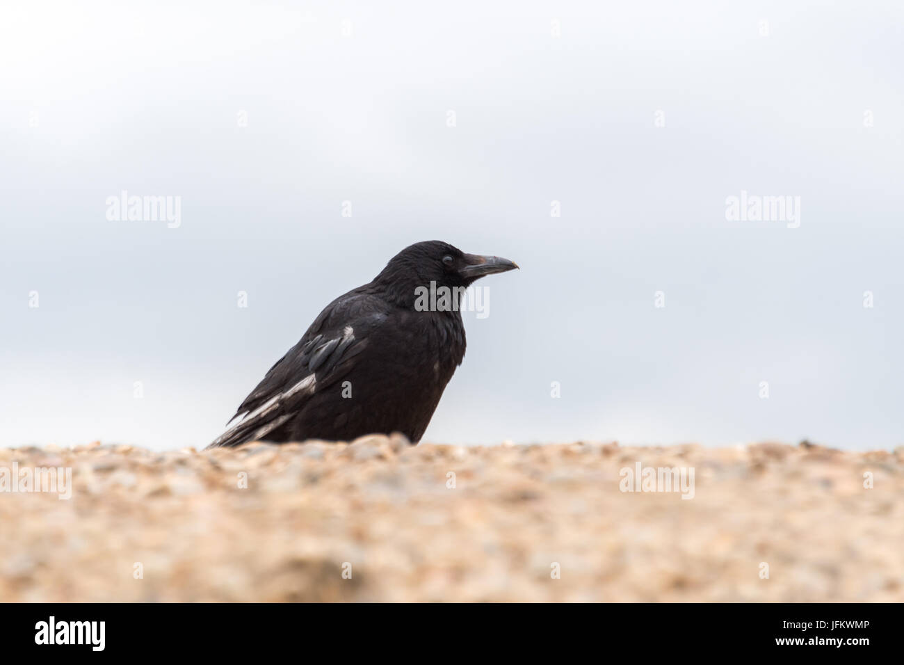 Crow type hi-res stock photography and images - Alamy