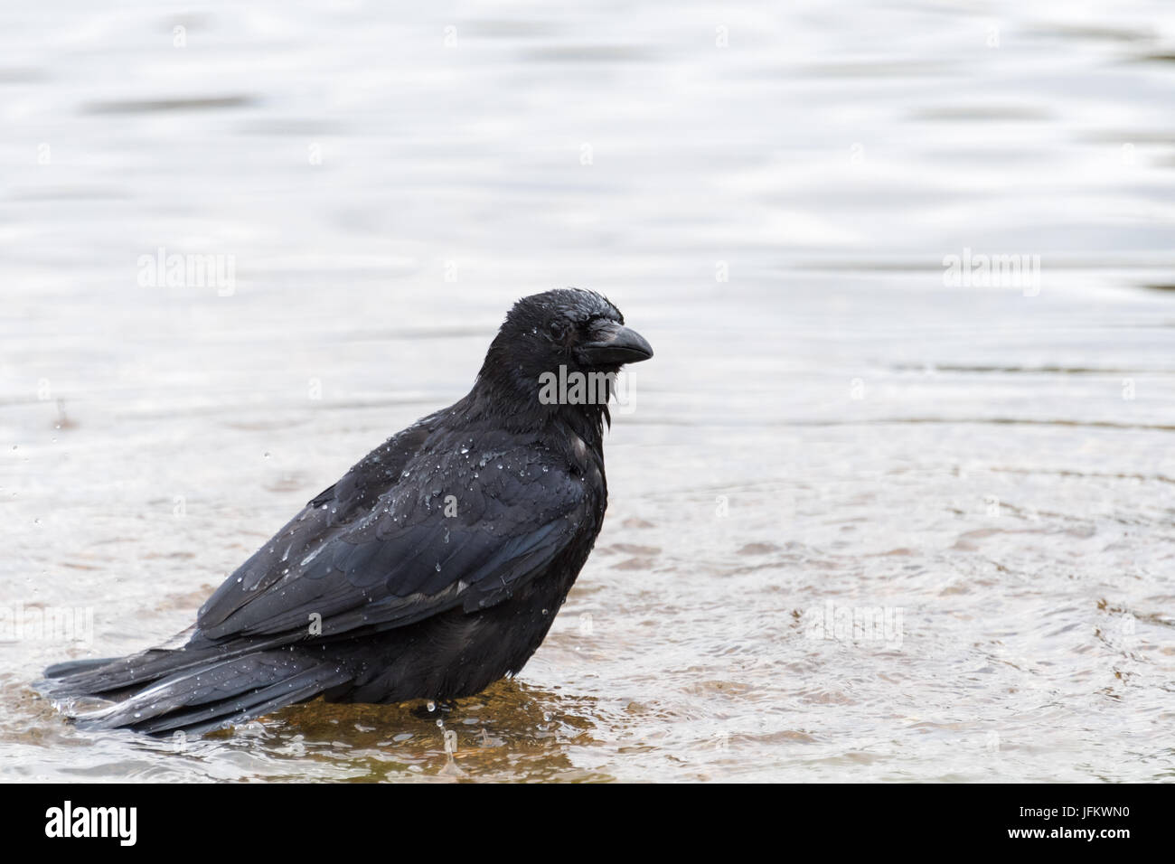Crow having a bath Stock Photo - Alamy