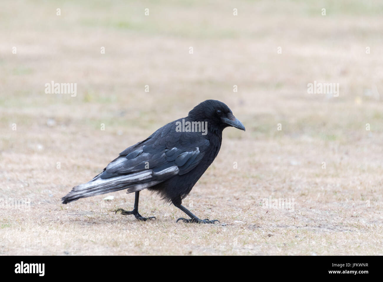 Juvenile rook uk hi-res stock photography and images - Alamy