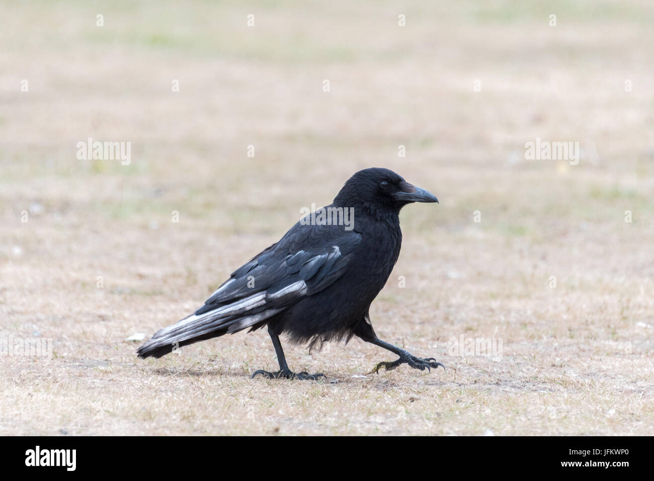 Black crow room hi-res stock photography and images - Alamy