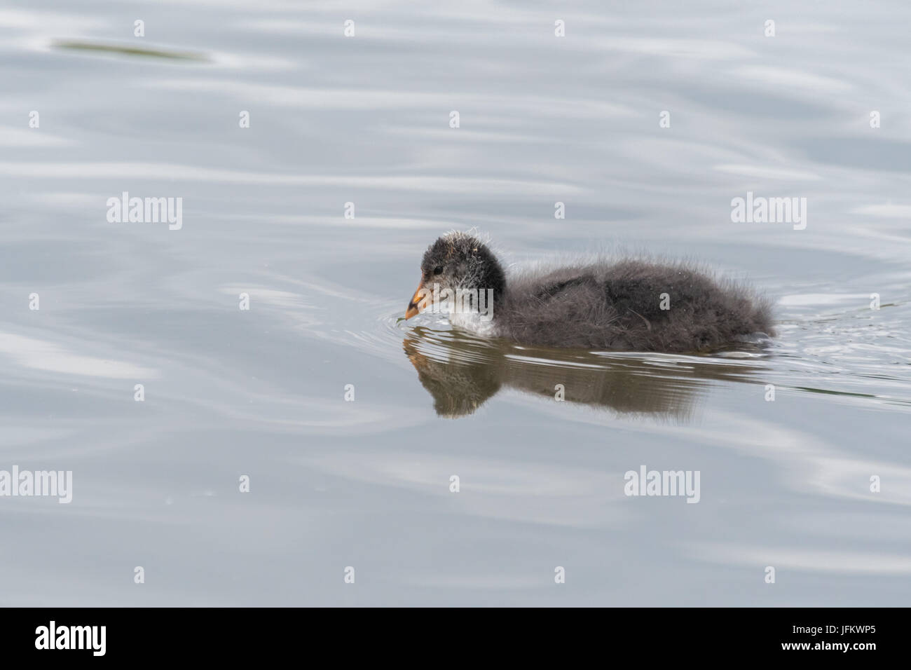 Juvenile Coot swimming Stock Photo - Alamy