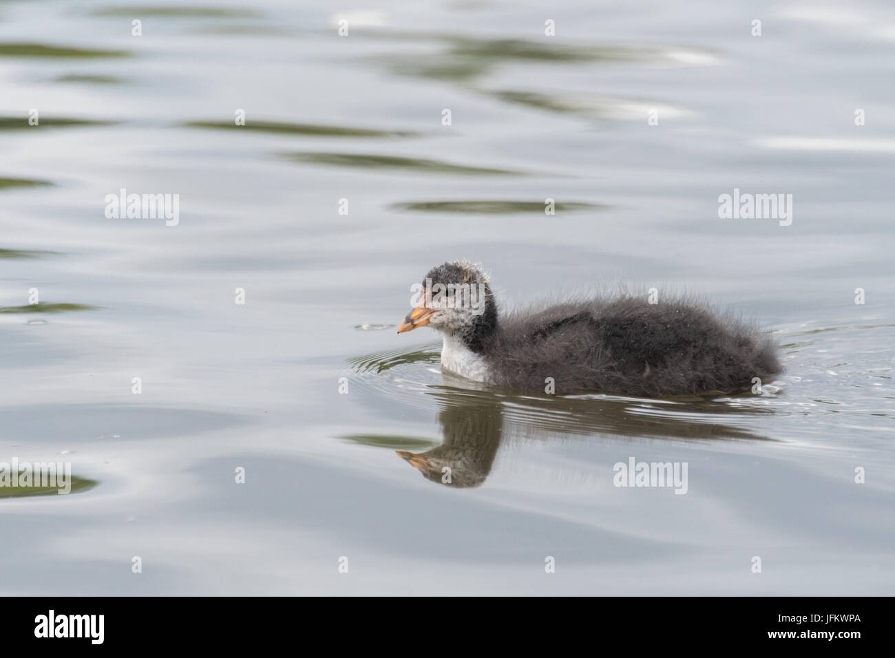 Juvenile american coot hi-res stock photography and images - Alamy