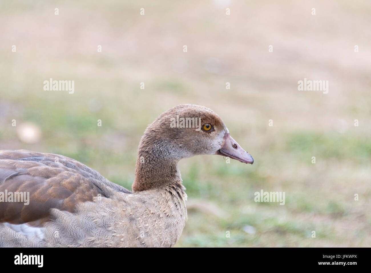 Egyptian Goose Gosling Epping Forest Stock Photo - Alamy