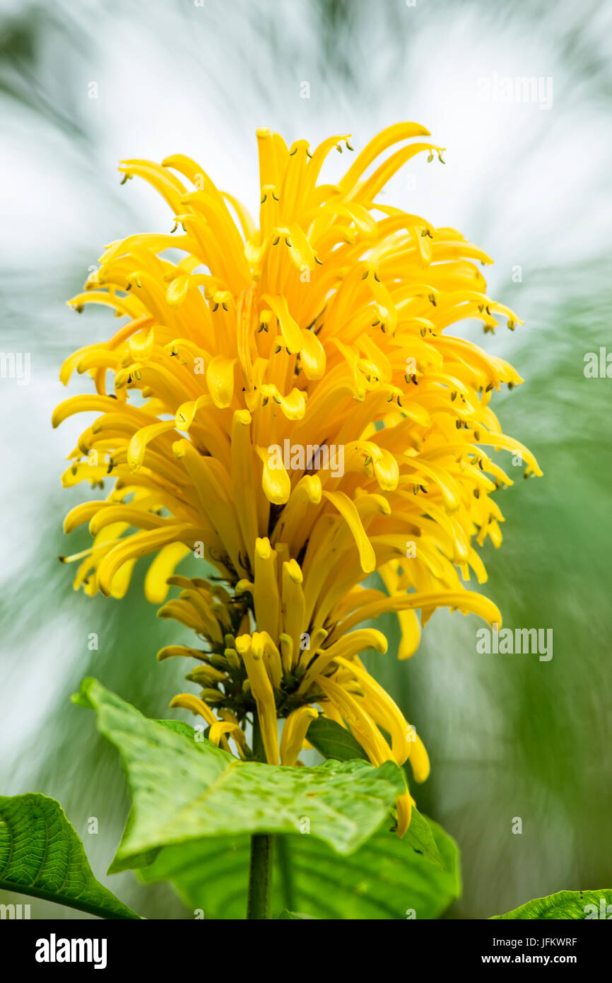 Justicia aurea hi-res stock photography and images - Alamy