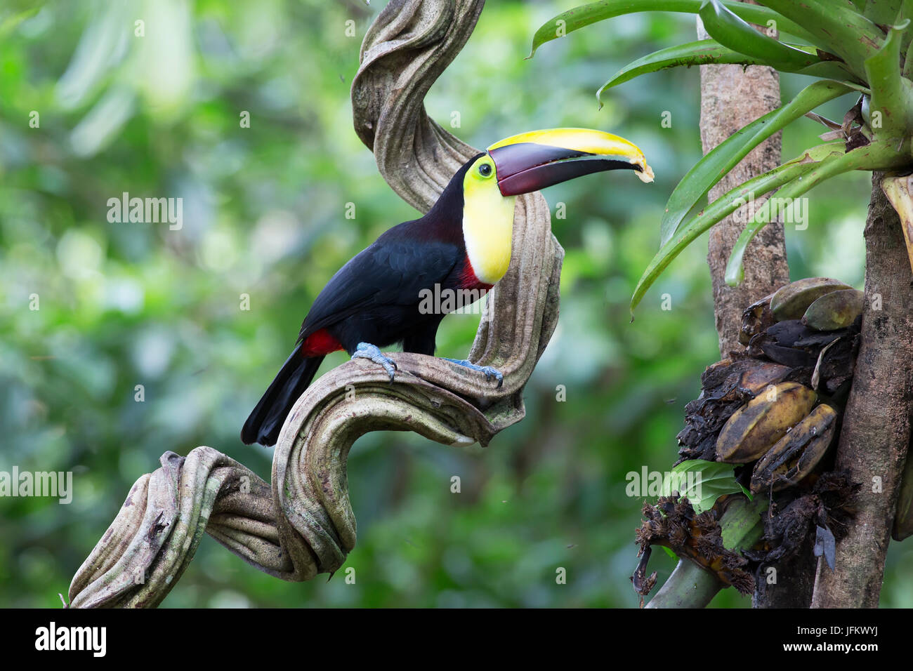 Toucan eating hi-res stock photography and images - Alamy