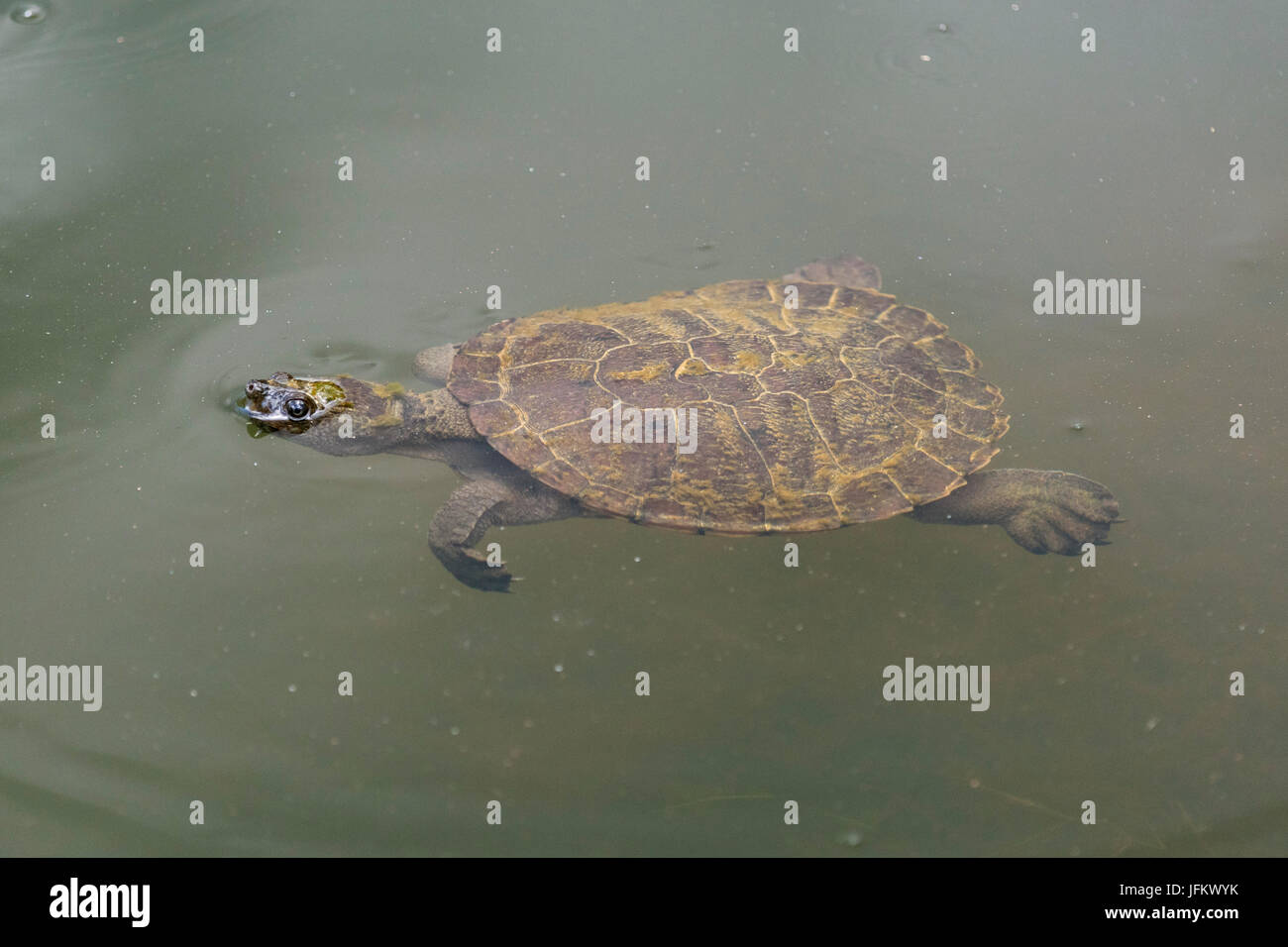 Lake eacham hi-res stock photography and images - Alamy