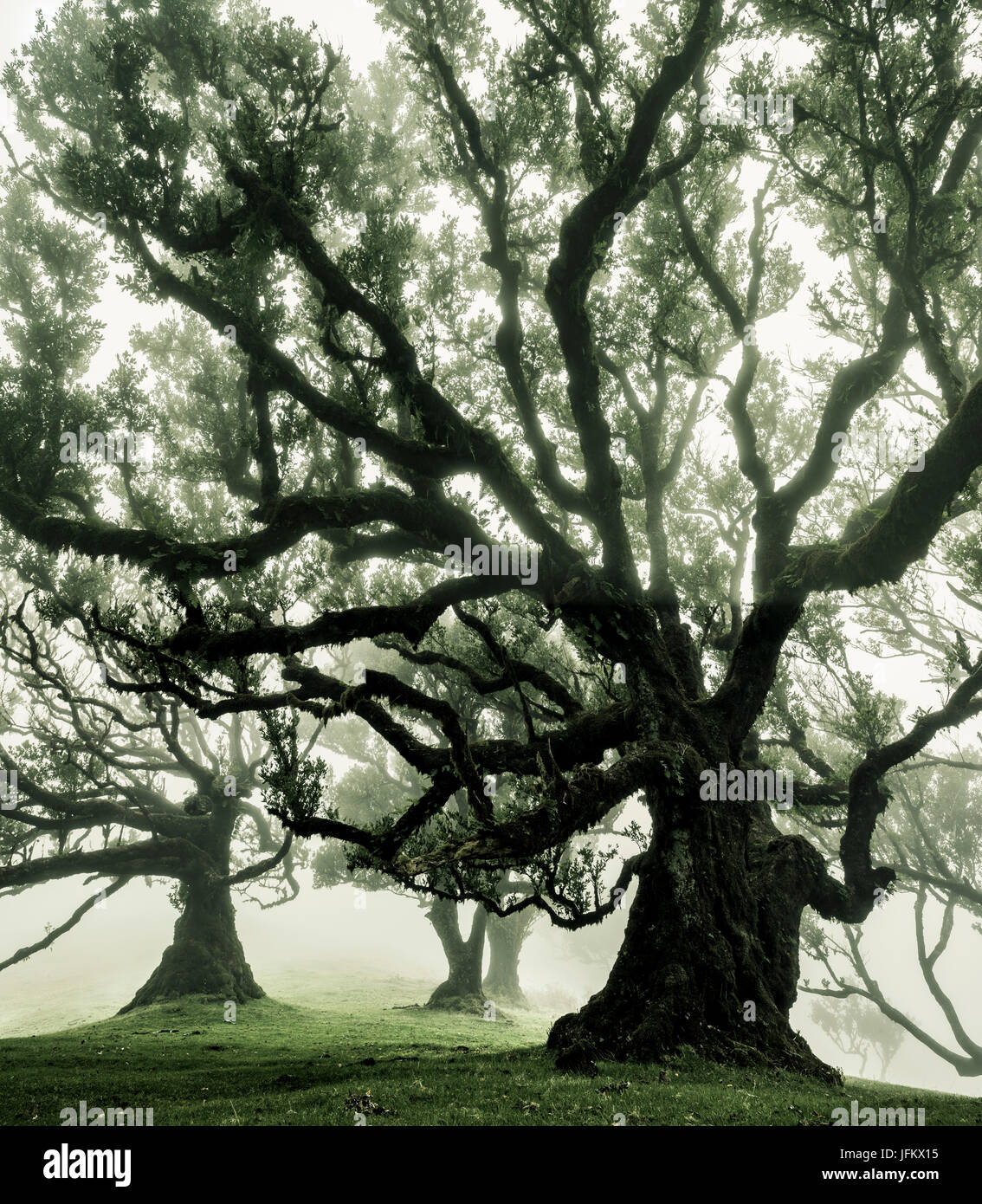 Stinkwood tree (Ocotea foetens) in the mist, laurel forest, Laurissilva ...