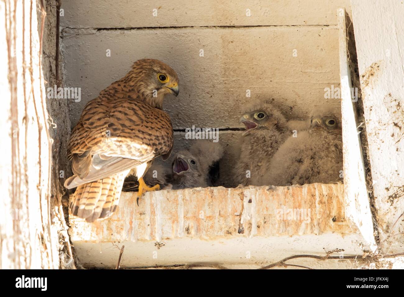 Common kestrel (Falco tinnunculus), female feeding young birds in nest box, Hesse, Germany Stock ...