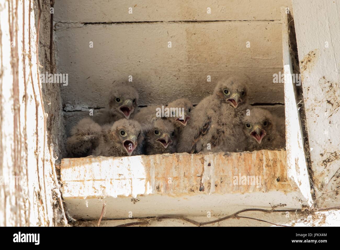 Young Common kestrel (falco tinnunculus) in nesting box, waiting for feeding, Hesse, Germany ...