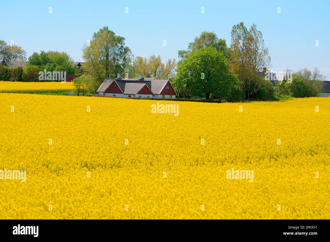 Field of rape and a farm, Rynge, Scania, South Sweden, Sweden Stock ...
