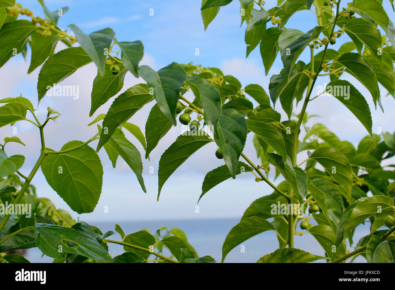 Small fruit plant with the flowers and unripe fruits at Tioman Island ...