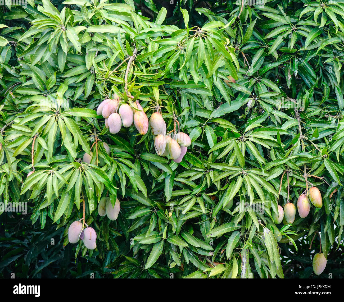 Bunches of green unripe mango fruits hanging from lush tree Stock Photo ...