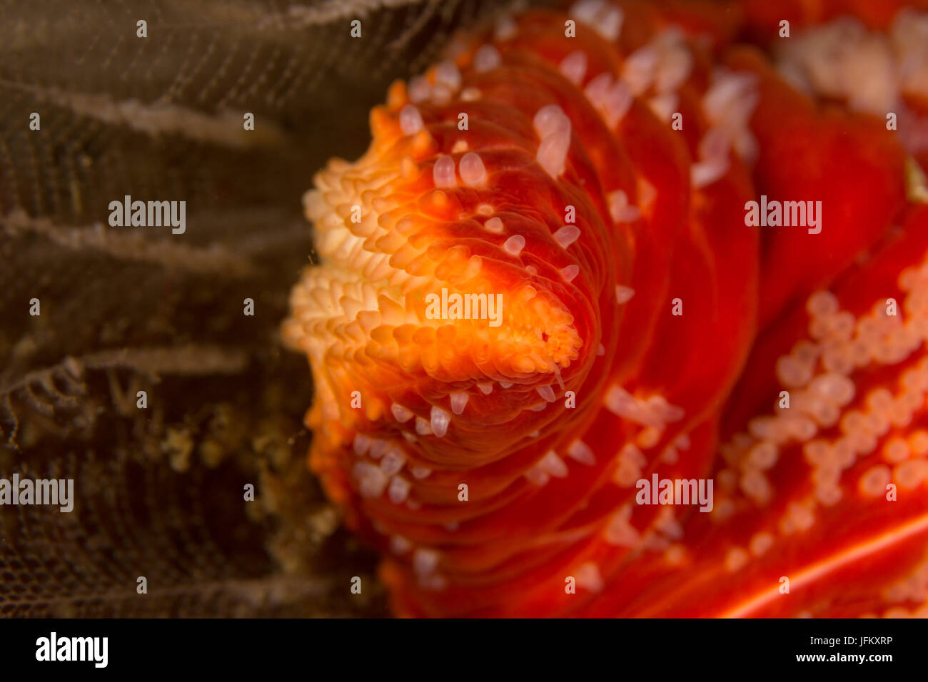 Sea star, porania pulvillus Stock Photo - Alamy