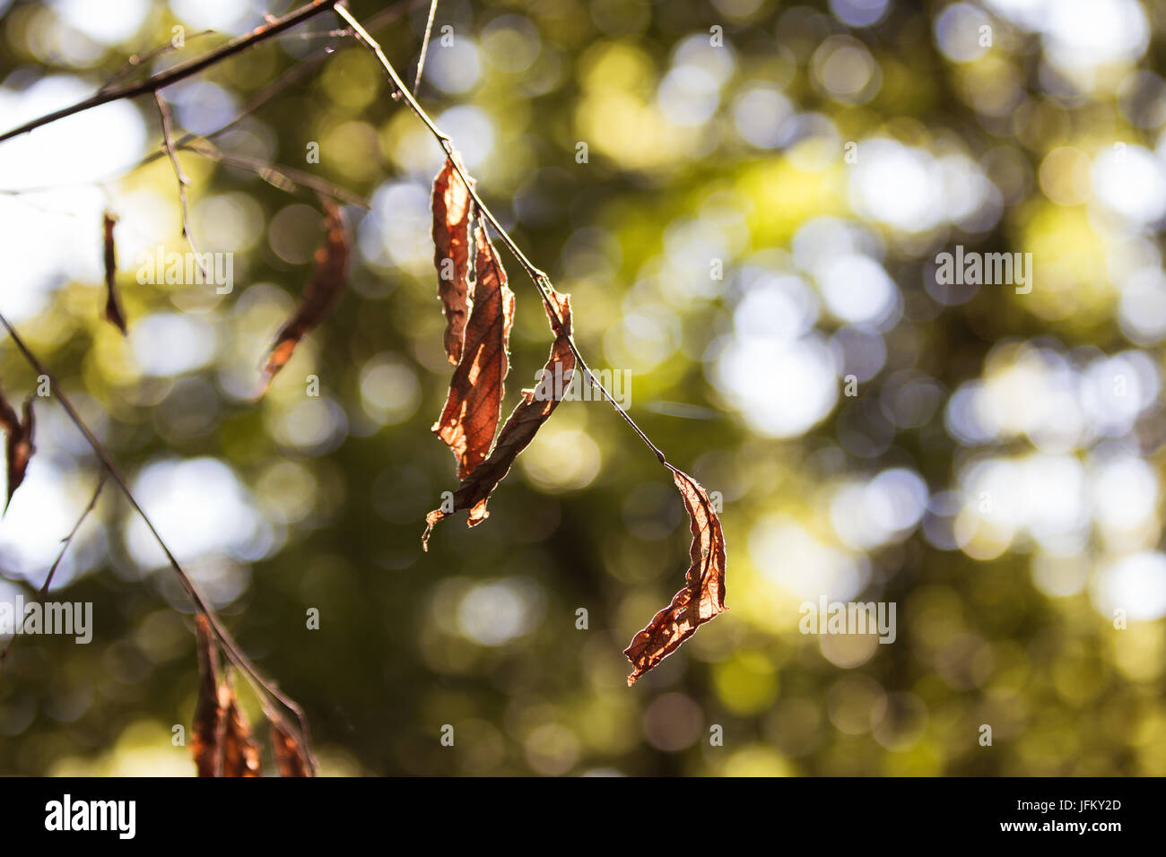 Henry bird artist hi-res stock photography and images - Alamy