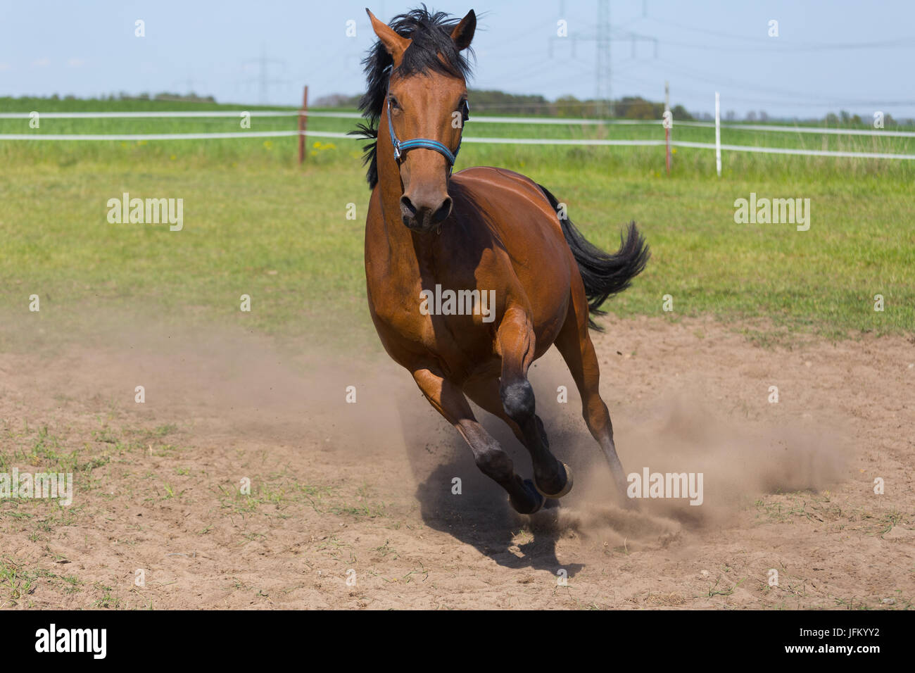 Jump of horses hi-res stock photography and images - Alamy