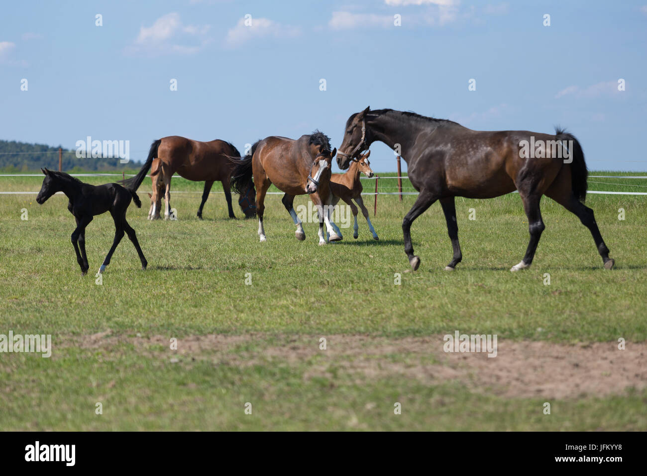 Horse family hi-res stock photography and images - Alamy