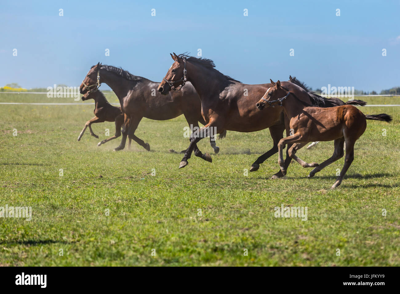 Horse bridles hi-res stock photography and images - Alamy