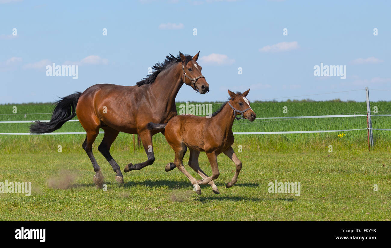 Flying horses hi-res stock photography and images - Alamy