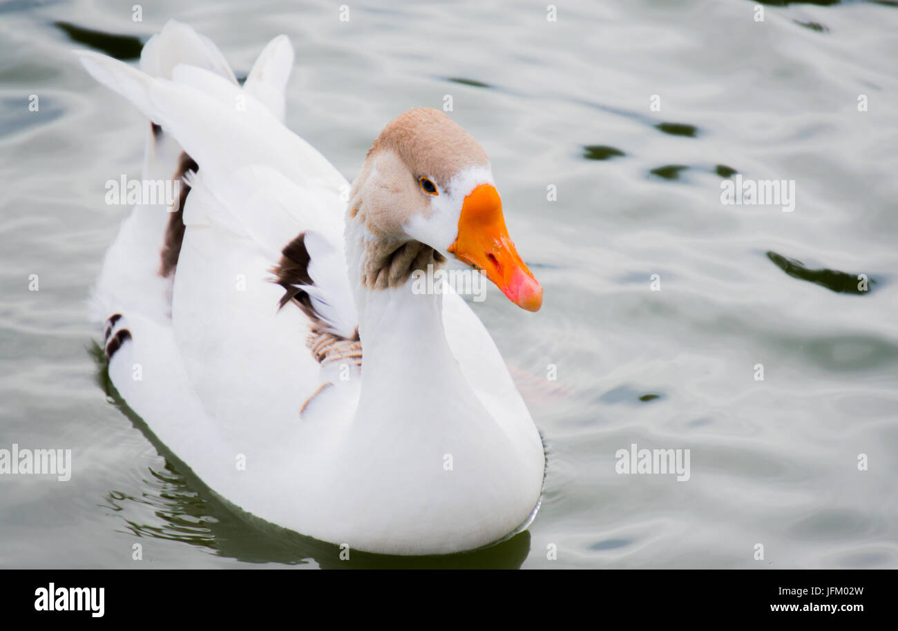Boerne lake texas hi-res stock photography and images - Alamy