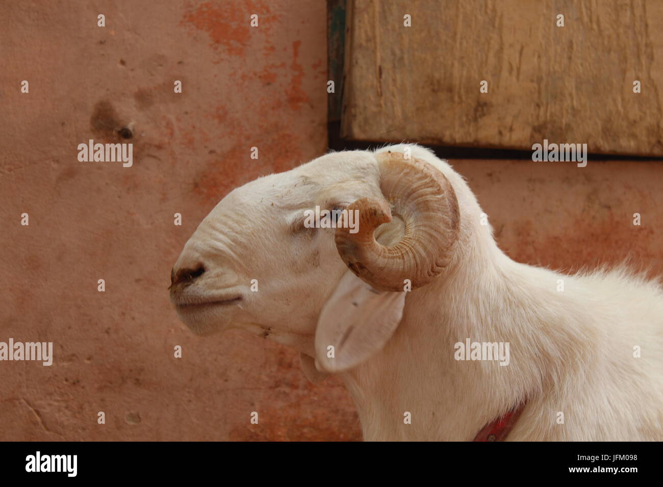 Portrait in profile of a billy goat on Goree Island, Senegal Stock ...