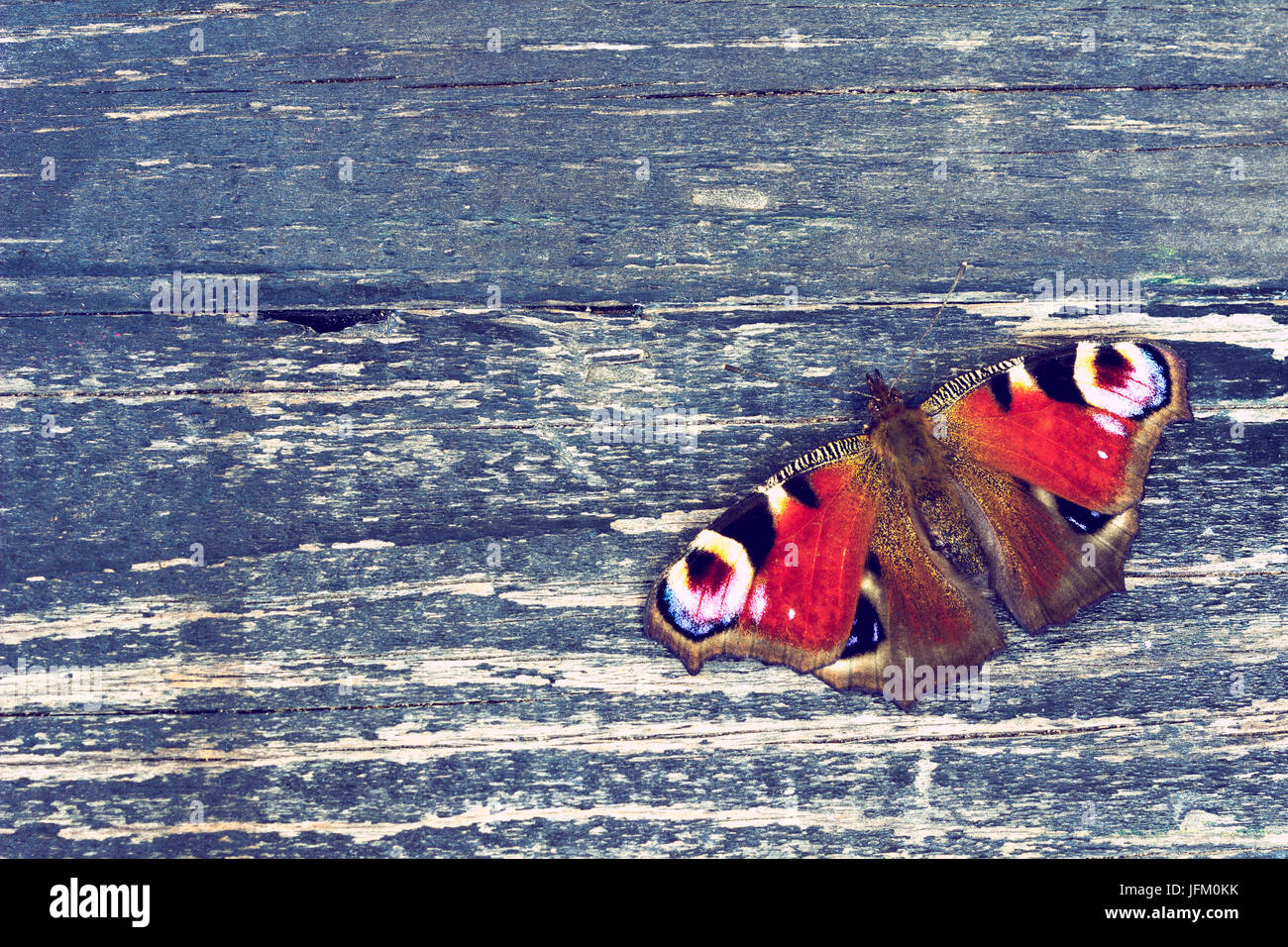 Very old peacock butterfly hi-res stock photography and images - Alamy