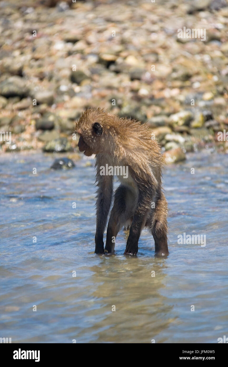 Monkey stand hi-res stock photography and images - Alamy