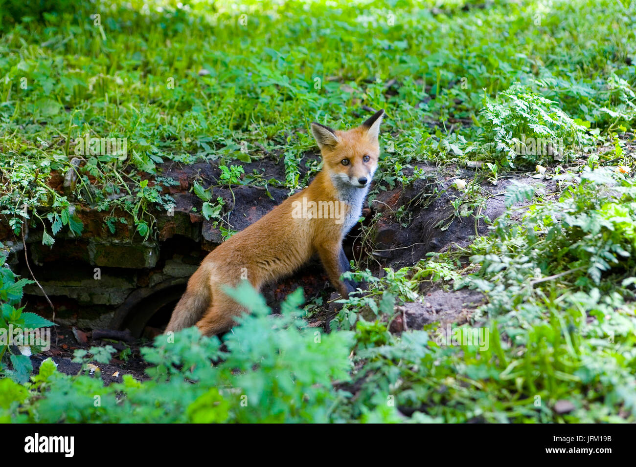 A little fluffy red fox came out of hiding Stock Photo - Alamy
