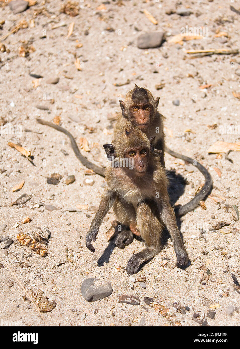 Two wet monkeys sit on the ground. Wildlife Stock Photo - Alamy