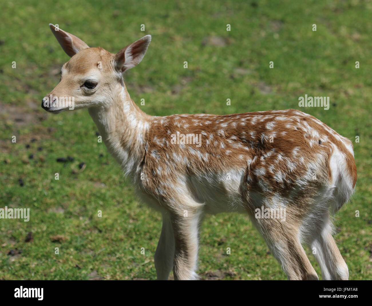 Fallow deer young Stock Photo - Alamy